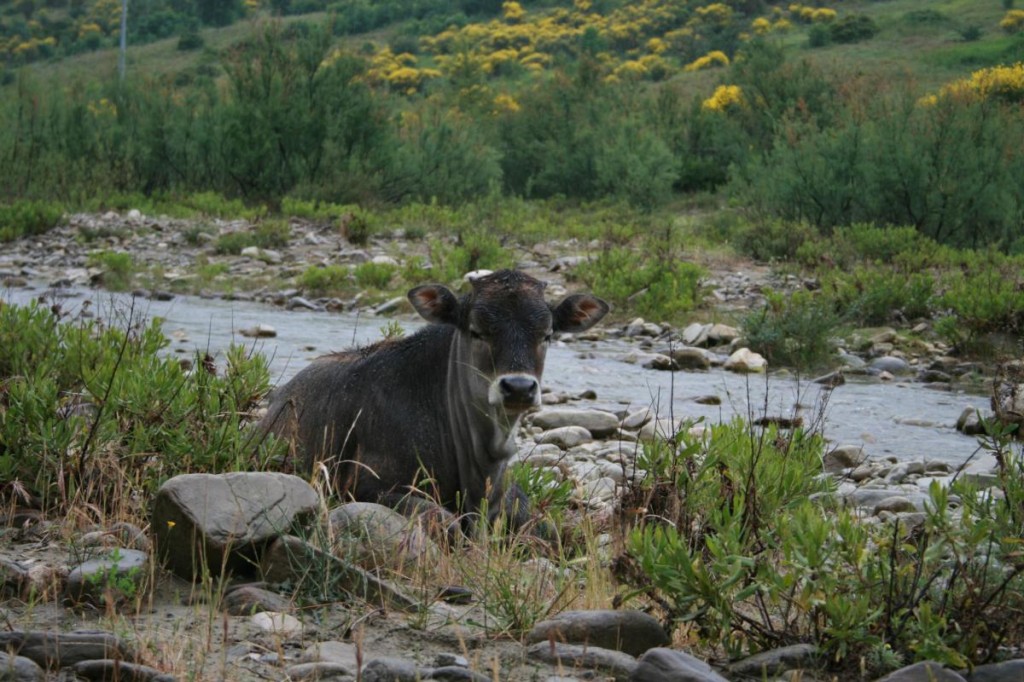 Podolica, una giornata a Matera - Luciano Pignataro Wine Blog