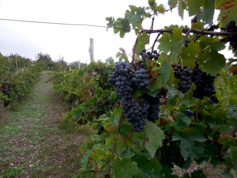Michele Perillo a Castelfranci, la timidezza austera di Taurasi e Coda ...