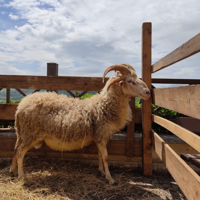 Arce (FR): “Museo e Biodiversità”, il 1° ottobre arriva l’installazione ...