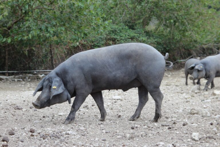 Meeting sul suino di razza Casertana - Luciano Pignataro Wine Blog