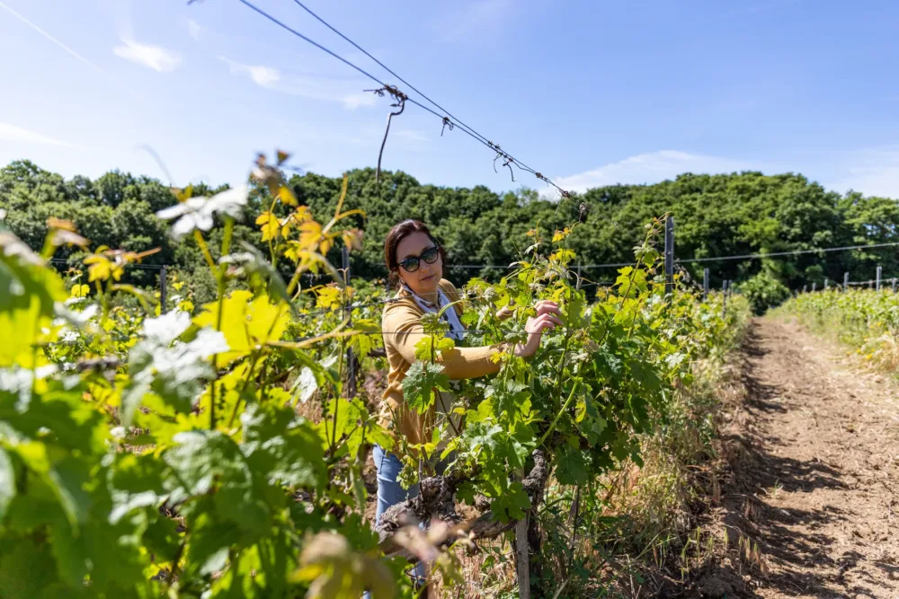 Donne produttrici: il vino italiano al femminile 35| Laura Verdecchia ...