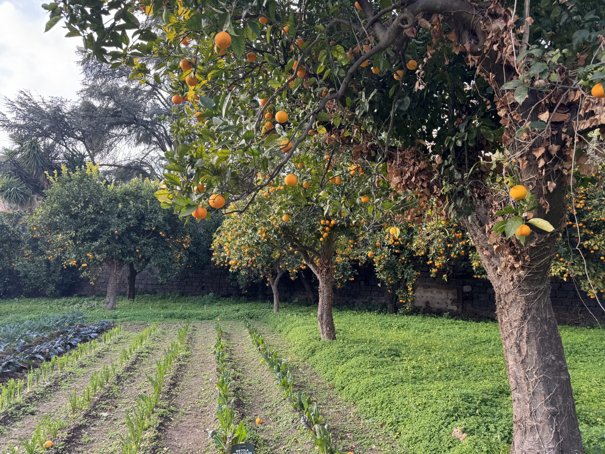 Utopia, il percorso da orto sinergico di Ciccio Vitiello apre il 2025