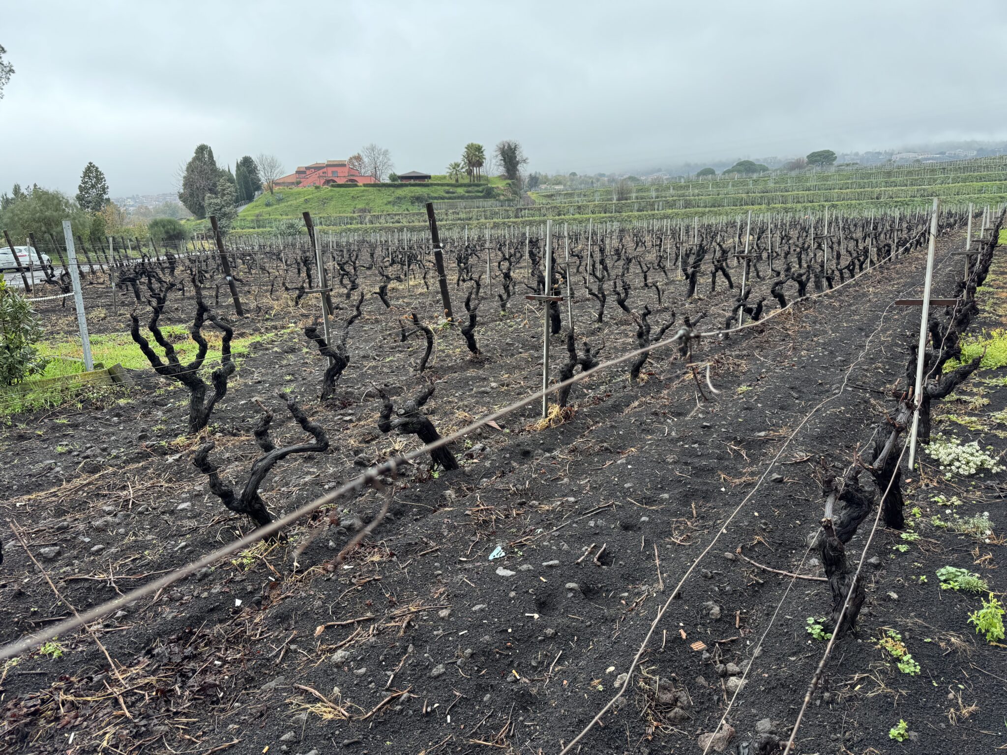 Cantine Murgo 1860: pionieri dello Spumante Metodo Classico sull'Etna ...